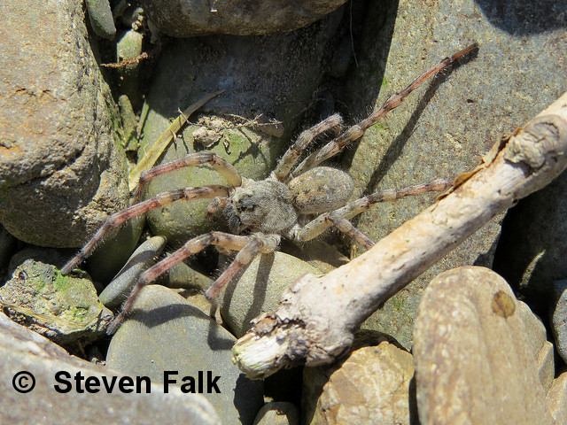 Most northerly Northern bear spider discovered in Scotland, using ...